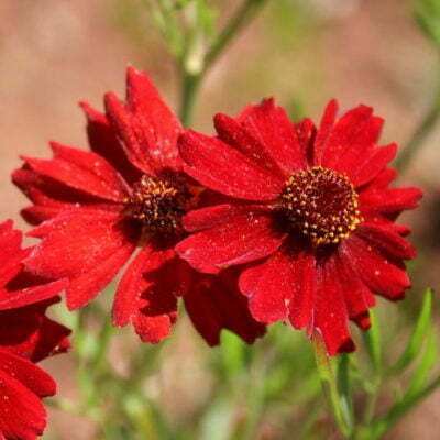 Coreopsis Ruby Red - La Graine Libre
