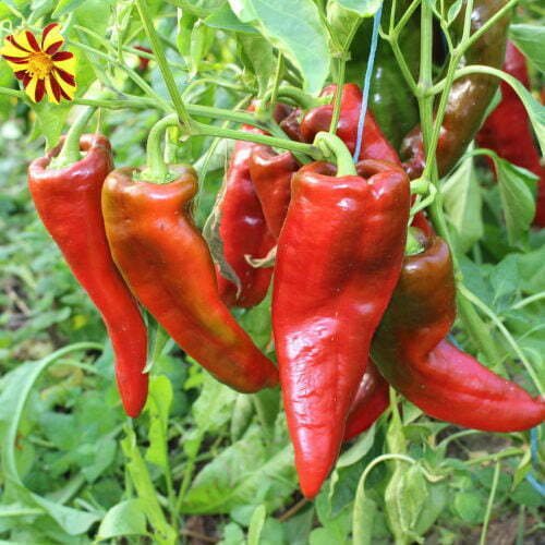 Poivron Pantos - La Graine Libre